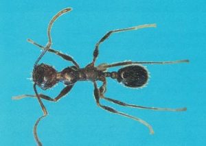 Formigas: tipos mais comuns e características